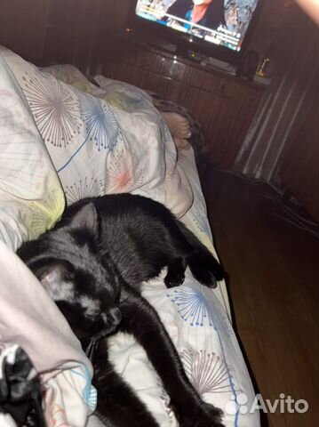 Домашние животные