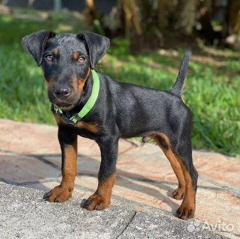 Возьму ягдтерьера