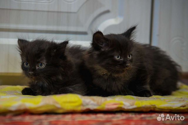 Красивые пушистые котята в добрые руки