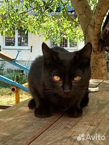 Чёрный счастливый котик 4 месяца