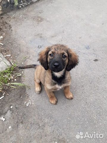 Славная щенуля ищет дом