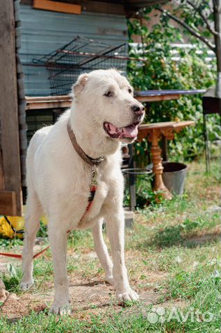 Сао Алабай, пристраиваем девочку