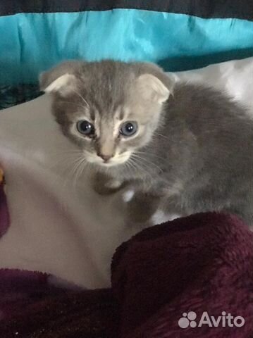 Котенок в дар бесплатно