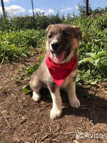 Собака в добрые руки щенок