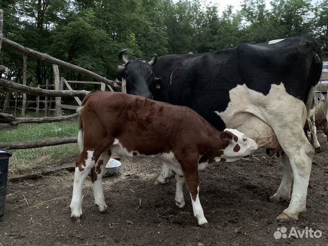 Коровы дойные
