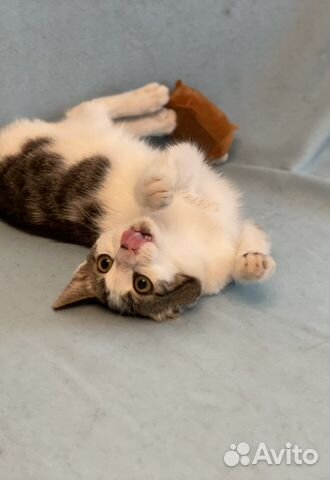 Малышка Лапушка 3,5 месяца ищет дом