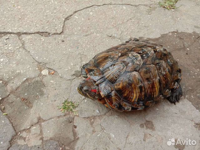 Красноухая черепаха