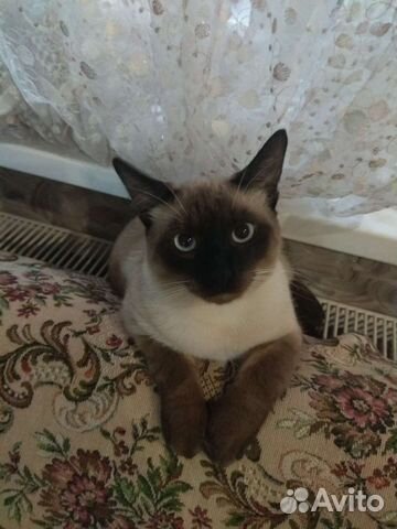 Тайский кот вязка