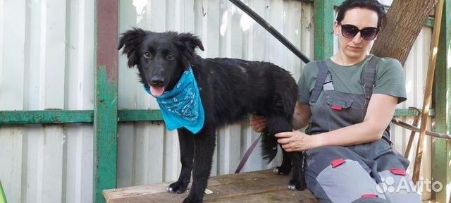 Щенку из приюта нужна семья