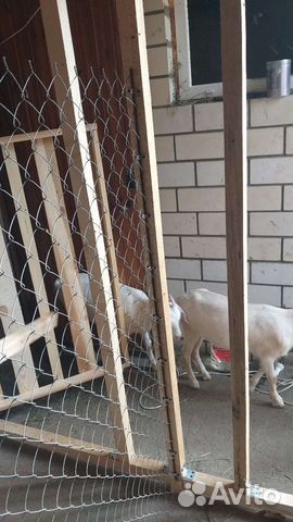 Козы и козлята продажа