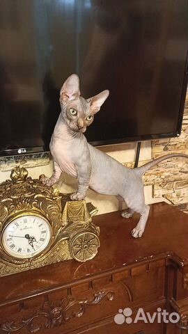 Бамбический брюс