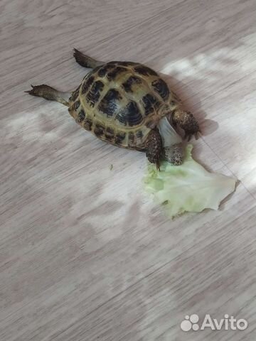 Черепаха сухопутная в хорошие руки