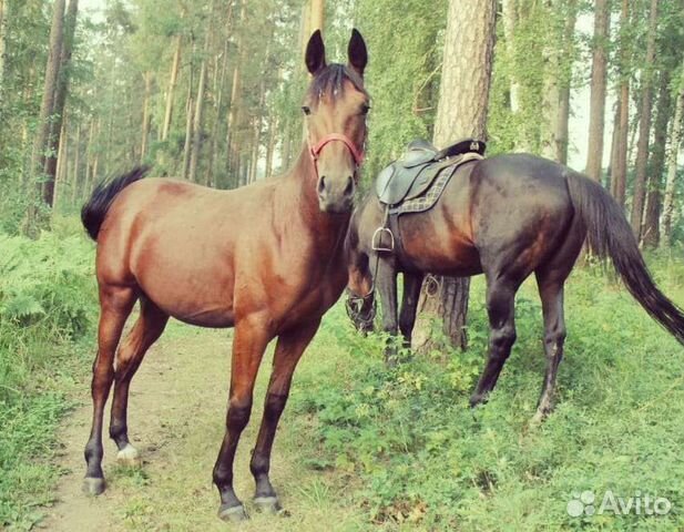 Лошади жеребец кобыла