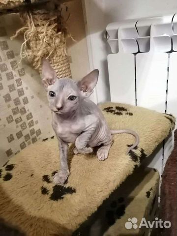 Донской сфинкс малышка черепаховая