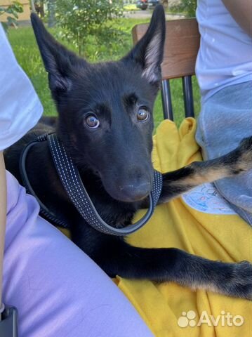 Немецкая овчарка