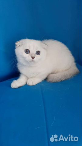 Шотландская вислоухая котенок