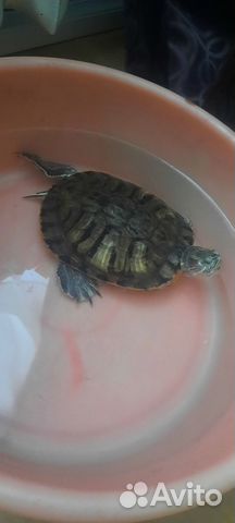 Красноухая черепаха