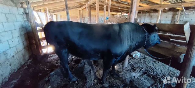 Быки на мясо живым весом
