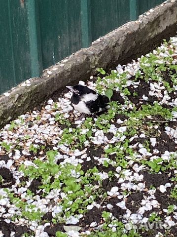 Сорочонок, птенец