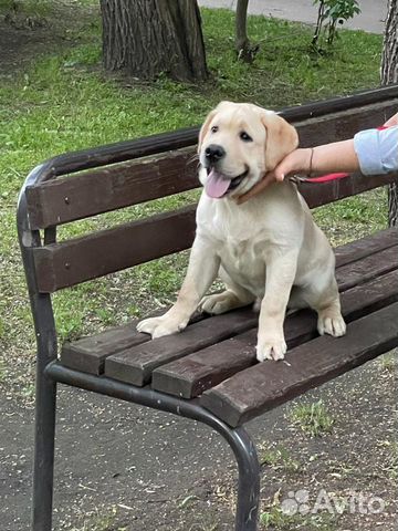 Лабрадорский парень