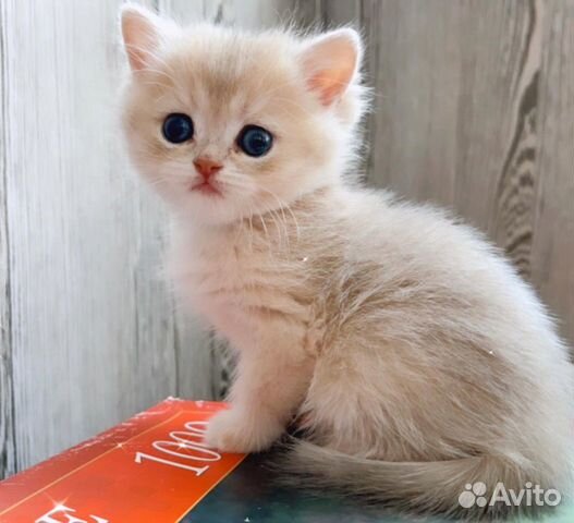 Две девочки ay 12, несут дш и шоко