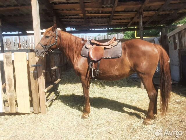 Продам Каблылу