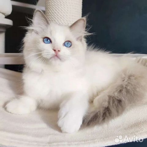 Daenerys, девочка в разведение, рэгдолл