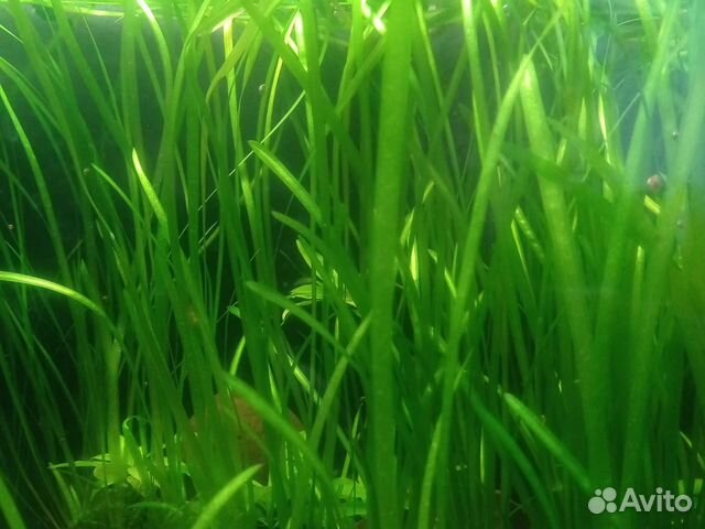 Аквариумные растения прополка