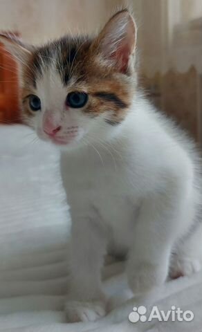 Милый котенок в добрые руки