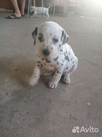 Далматинец щенок
