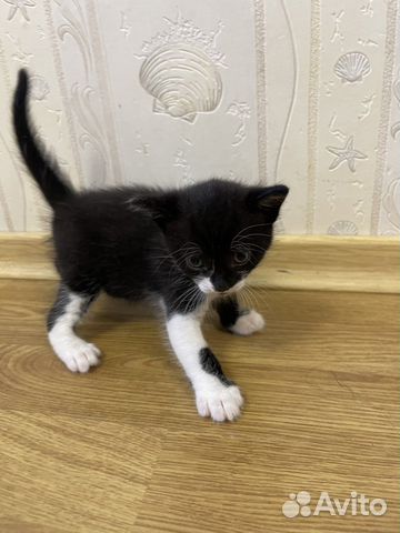 Котенок в добрые руки