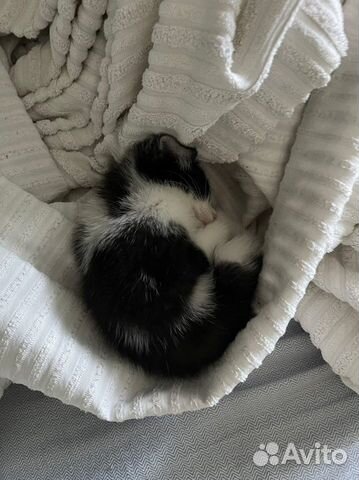 Котик ищет хозяина