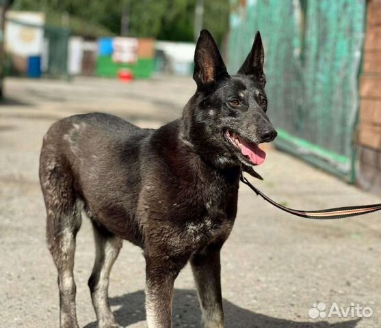 Собака в добрые руки