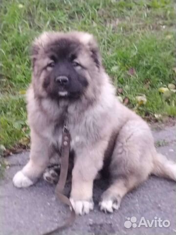 Кавказская овчарка продажа щенков