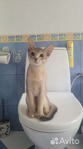 Абиссинская