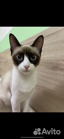 Сиамская кошка