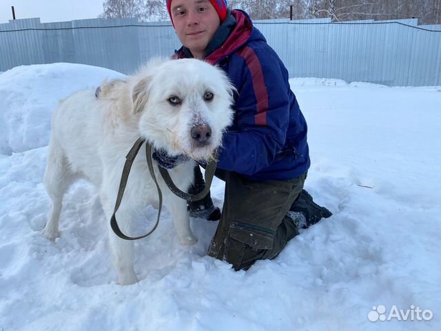 Собака в добрые руки