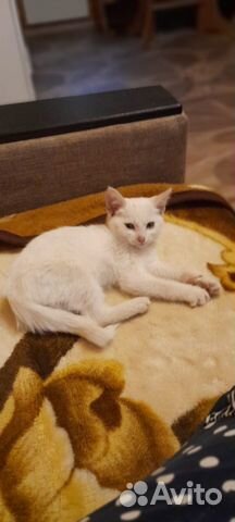 Котенок белый в дар