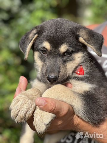 Рада ищет дом