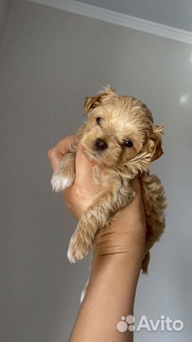 Мальтипу f1 mini fresh карамель girls september