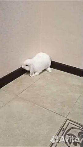 Кролик вислоухий