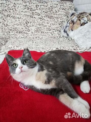 Ласковая трехцветочка на счастье