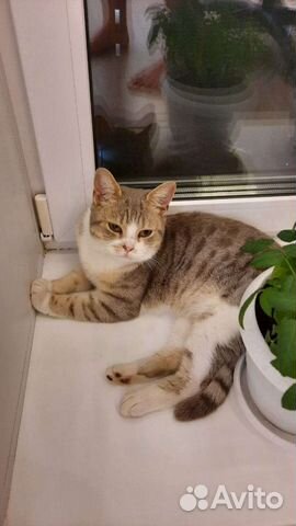 Шотландский страйтик