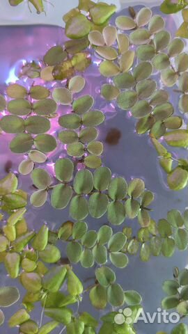 Аквариумные растения