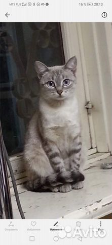 Кошечки в подарок