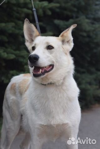Белый аристократ, 5 лет