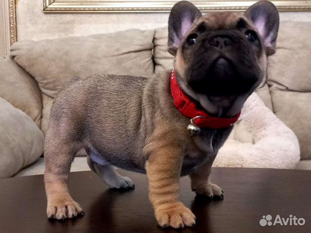 Шикарный мальчуган