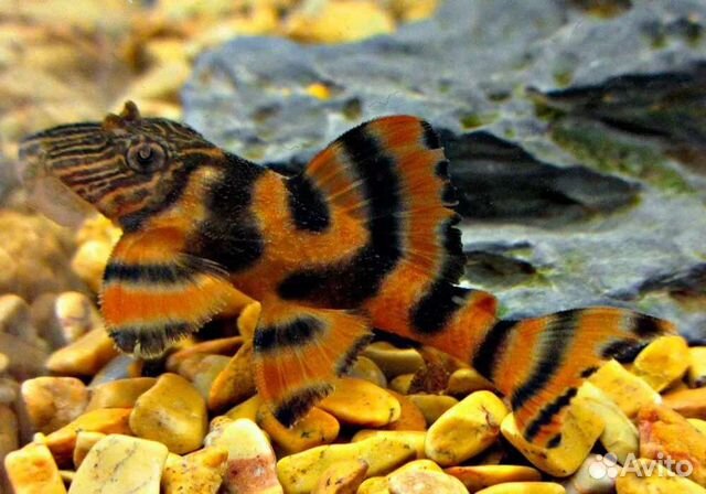 Сом L-397 красная зебра