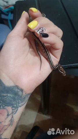 Змея маисовый полоз