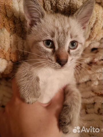 Кошка смесь с сиамской